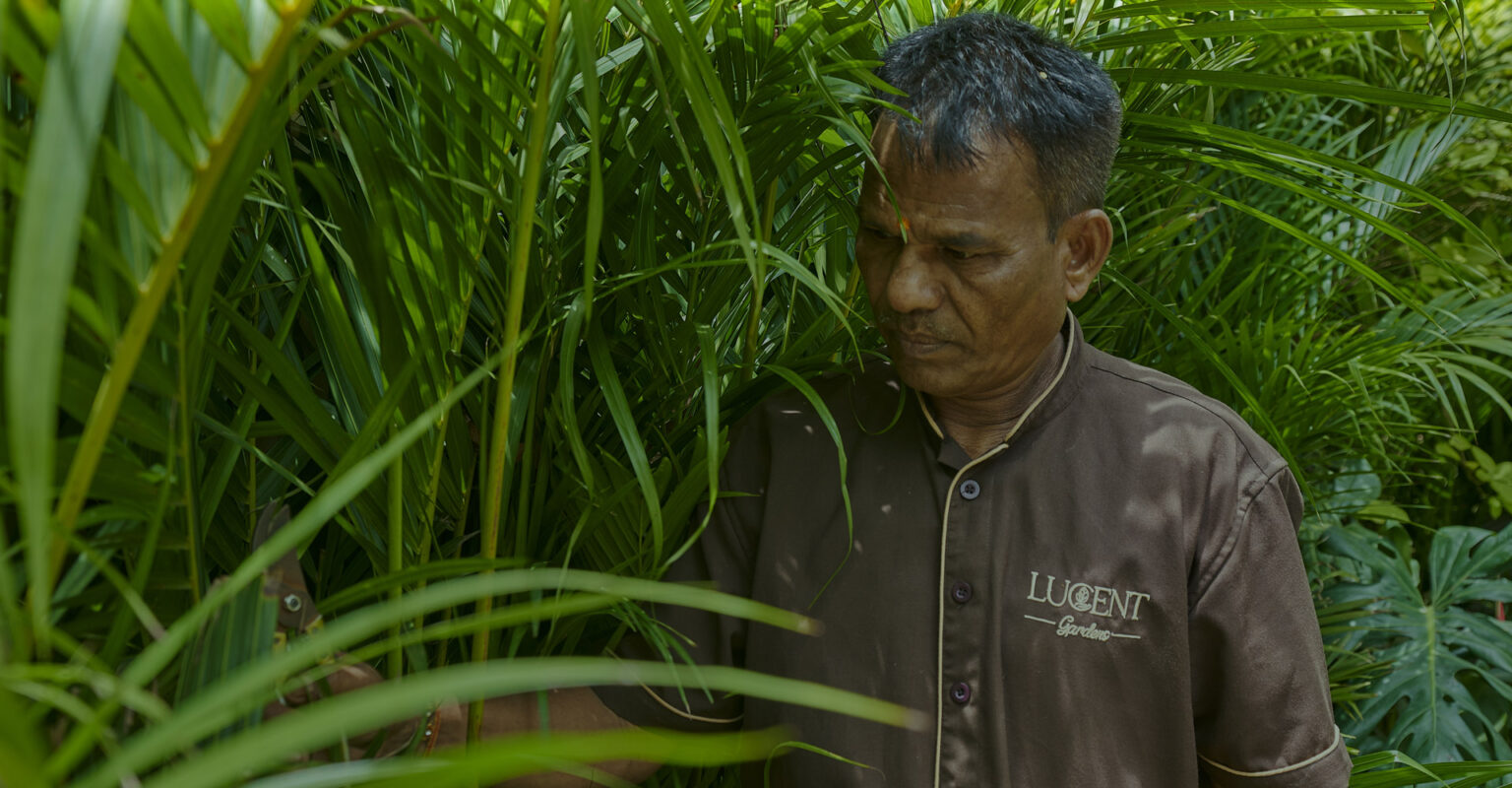 Lucent Gardens: Landscaping company in India