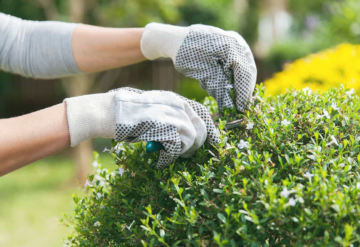 Lucent Gardens: Landscaping company in India