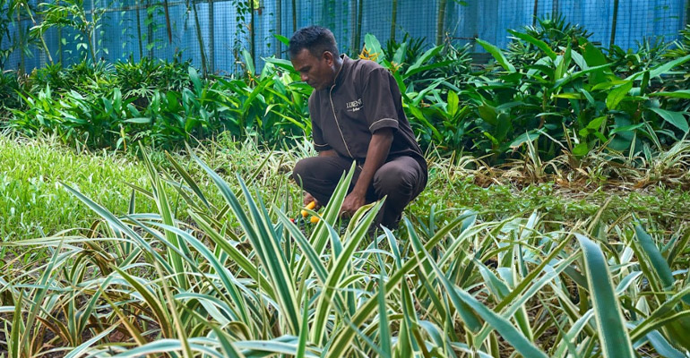 Lucent Gardens: Landscaping company in India