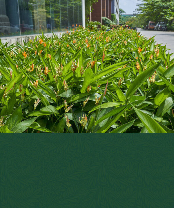 Lucent Gardens: Landscaping company in India