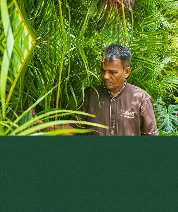 Lucent Gardens: Landscaping company in India