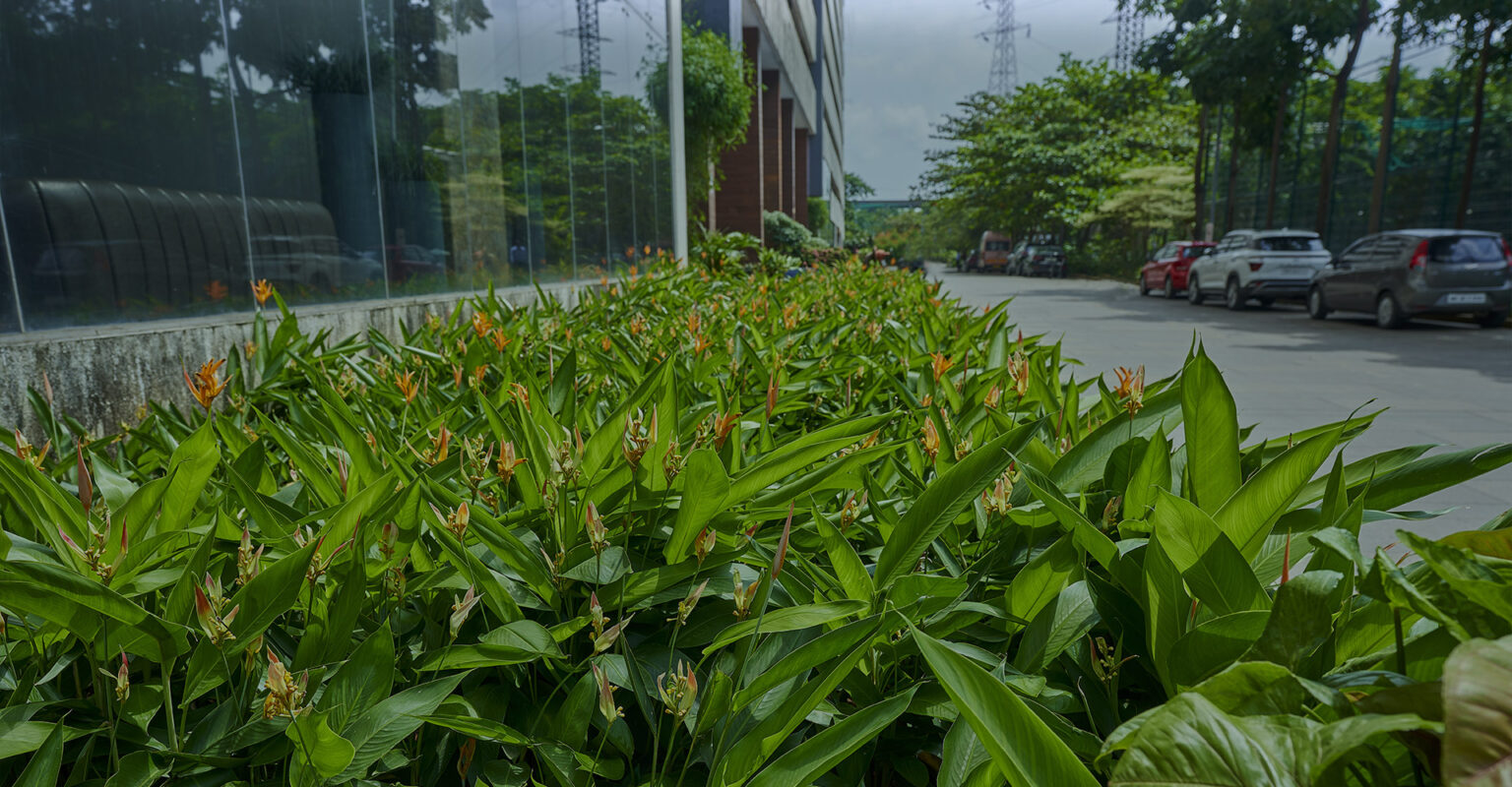 Lucent Gardens: Landscaping company in India